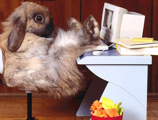 Monday Bunday: Bunnies In The Office | Bunny Eats Design