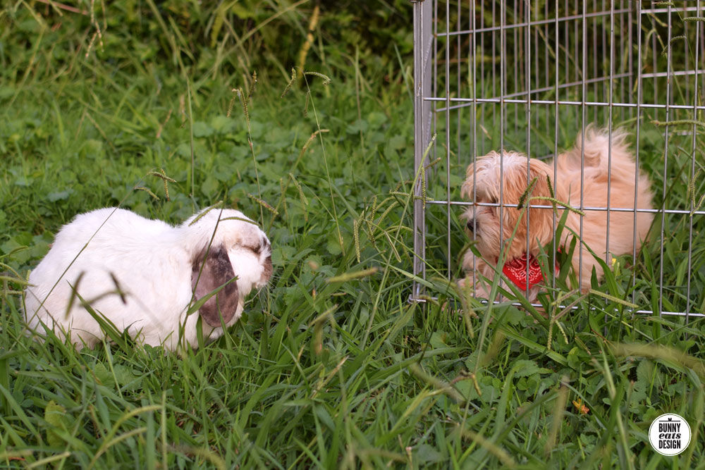 Tofu Tuesday: Tofu and Bella | Bunny Eats Design