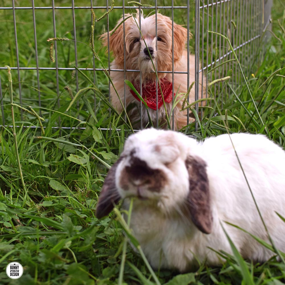 Tofu Tuesday: Tofu and Bella | Bunny Eats Design